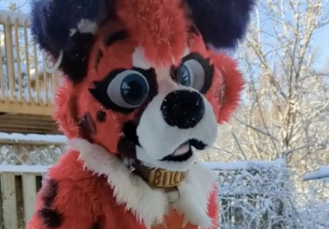 Oklahoma Bill Proposes Animal Control for 'Furry' Students in Schools